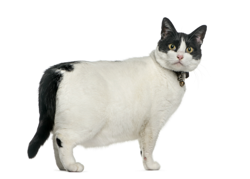 Does you pet carry a little excess weight? | New England Veterinary ...