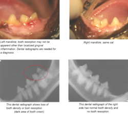 Dental care for your pet | New England Veterinary Services